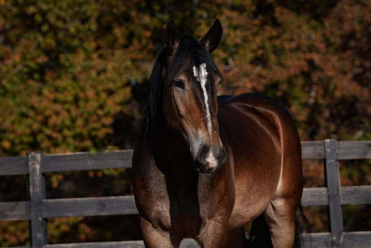 Genesis - Absolutely Breathtaking 6 yo Buckskin Selle Francais X Gelding!