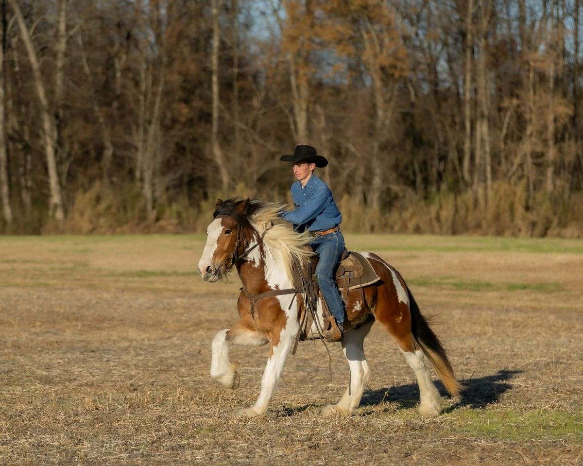 Clayton - Safe & Steady All Around Horse 3 yo Bay Paint Gypsy Drum Gelding!