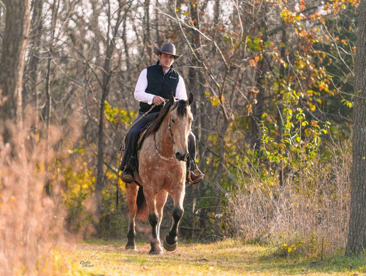 Stetson - Super Talented & Versatile 4 yo Buckskin Percheron X QH Gelding!