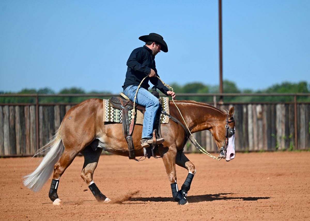 Chubbs - Big, Bold & Beautiful 5 Yr Old Sorrel AQHA/APHA Gelding!