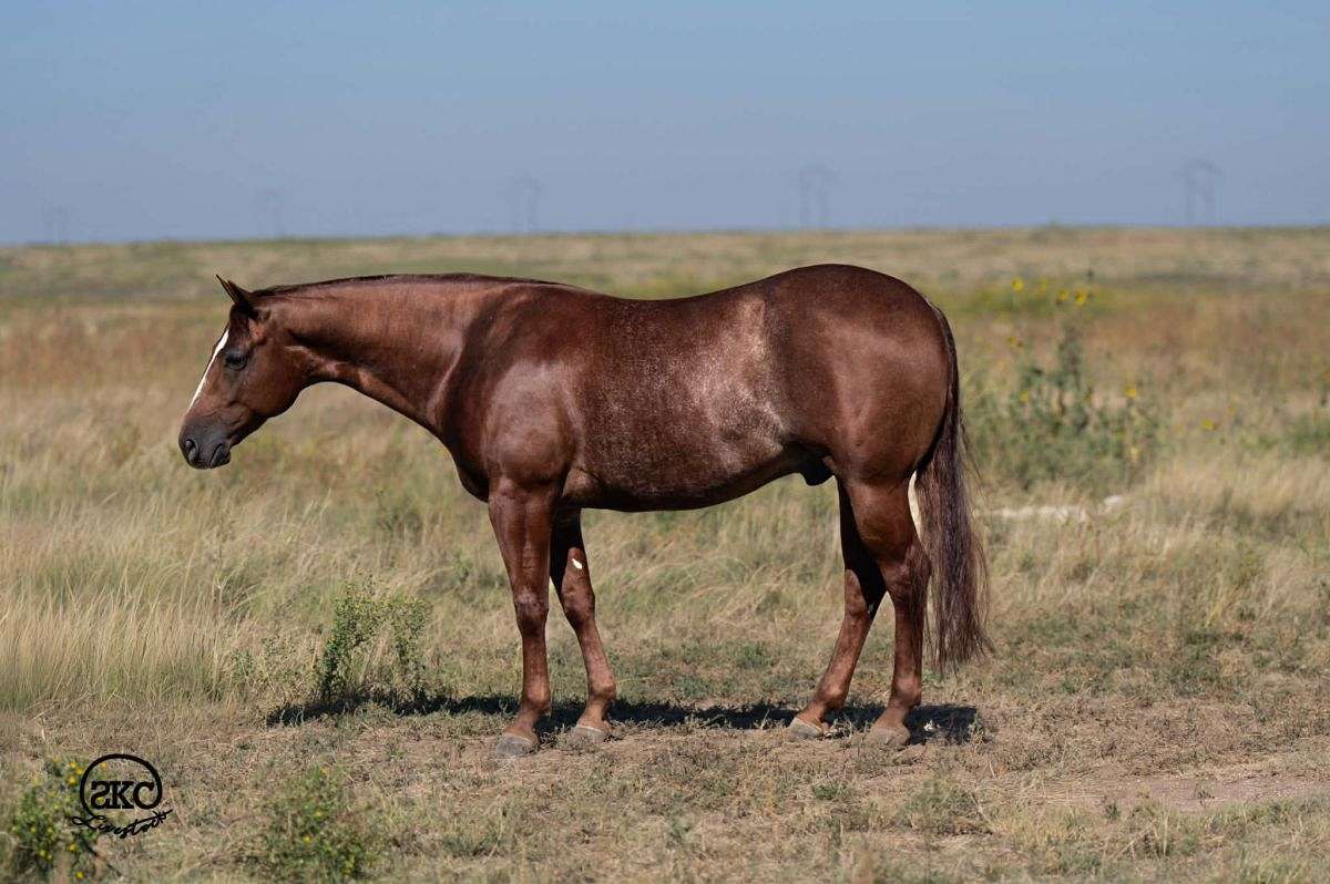 Wizard - a Proven Show Horse 5 Yr Old Sorrel Rabicano AQHA Gelding!