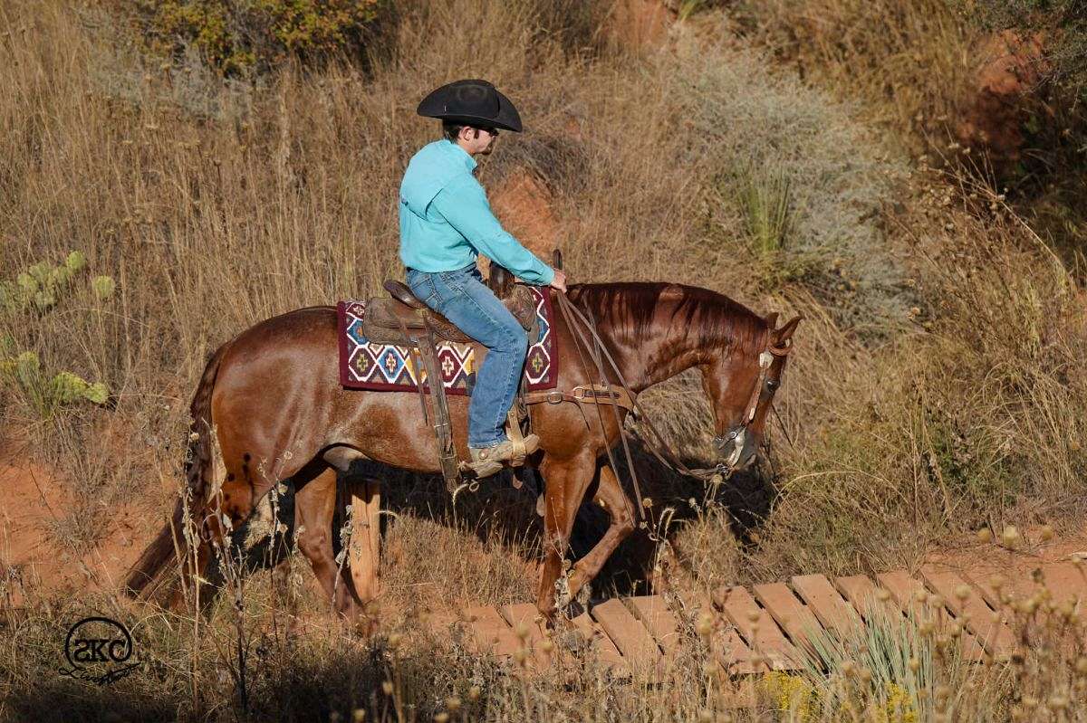 Wizard - a Proven Show Horse 5 Yr Old Sorrel Rabicano AQHA Gelding!