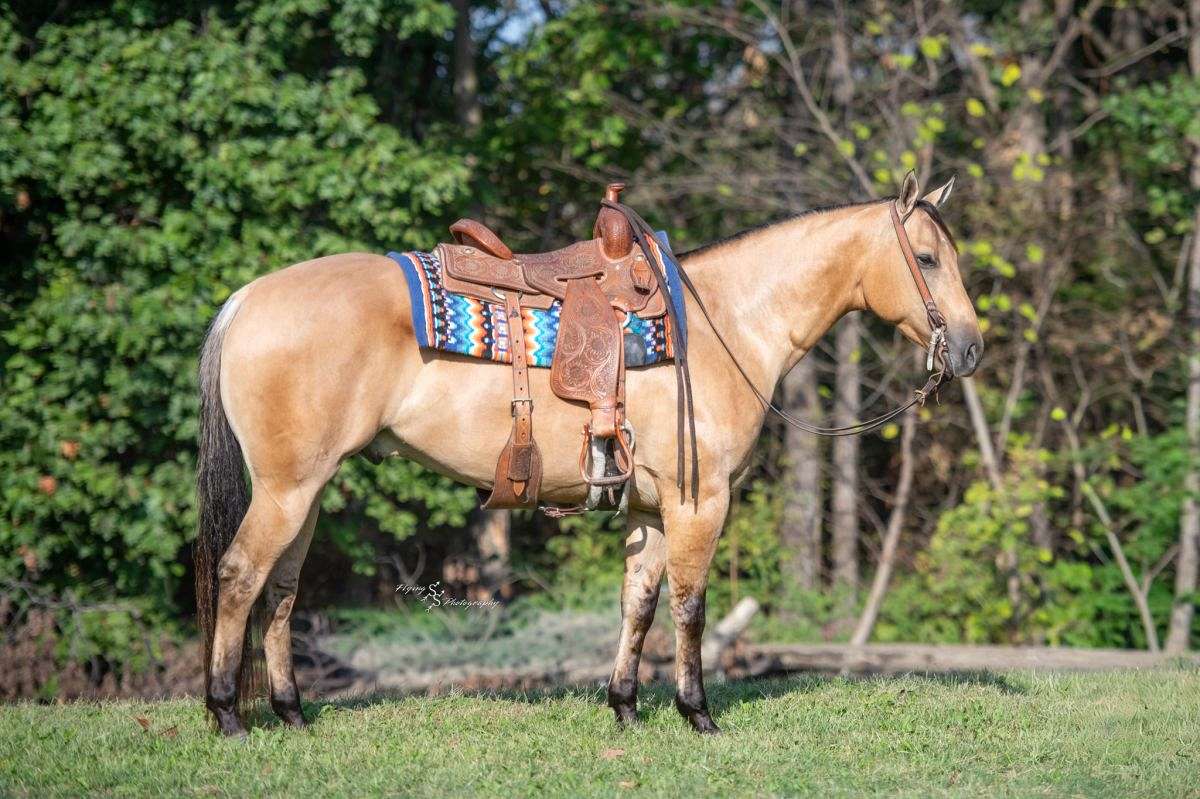 Waylon - Perfect Trail Companion 5 Yr Old Buckskin AQHA Gelding!