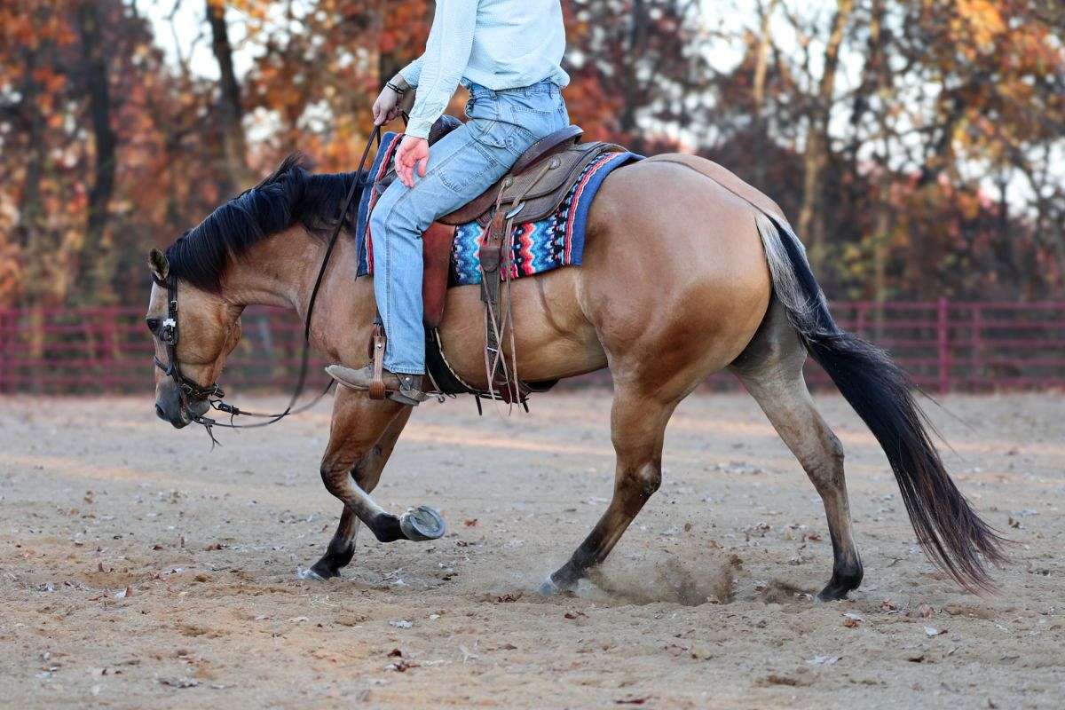 Waylon - Perfect Trail Companion 5 Yr Old Buckskin AQHA Gelding!