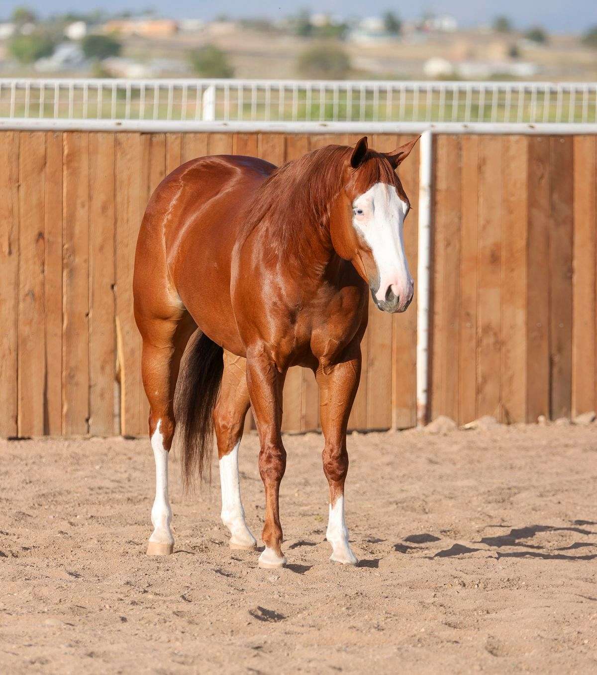 Joe - Flashy Ranch and Arena Horse 4 Yr Old Sorrel AQHA Gelding!