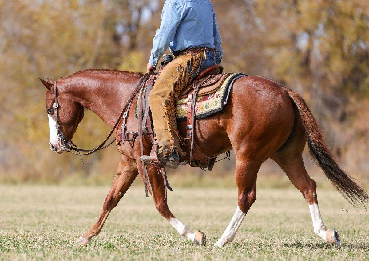 Joe - Flashy Ranch and Arena Horse 4 Yr Old Sorrel AQHA Gelding!
