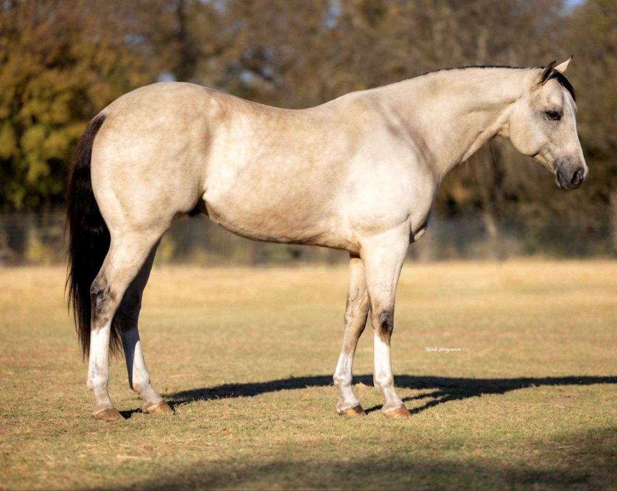Ucan Call Me Mister - Gentle Ranch/Family Horse 5 yo Buckskin AQHA Gelding!
