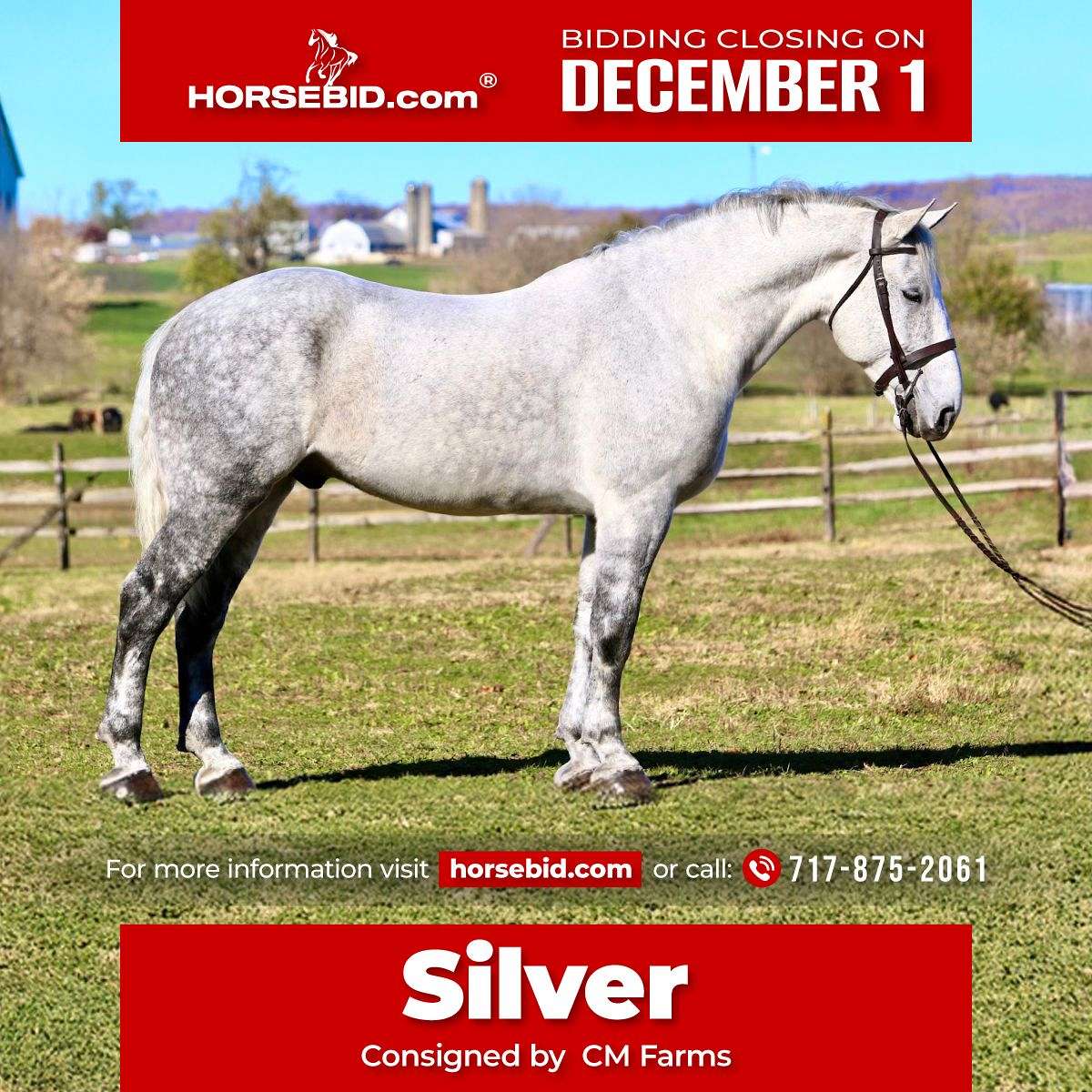 Silver - Absolutely Incredible 7 Yr Old Grey Perch/QH Cross Gelding!