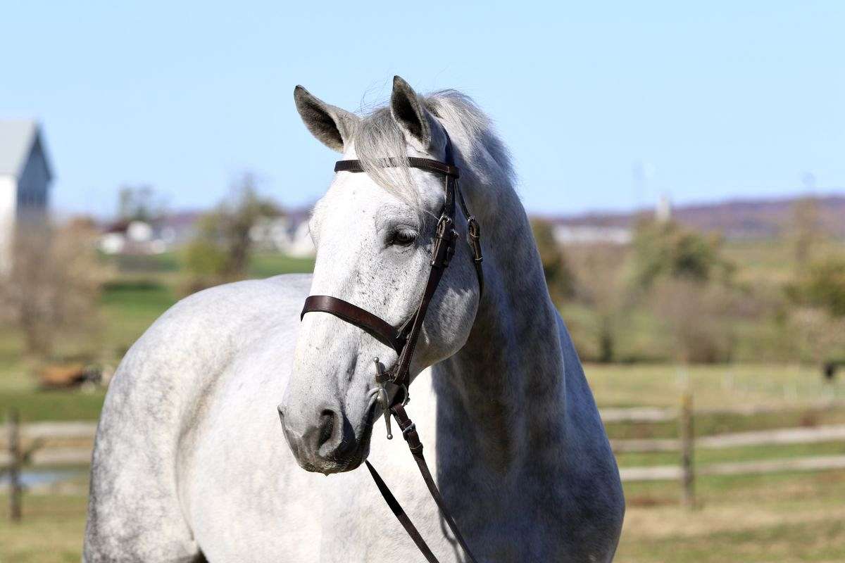 Silver - Absolutely Incredible 7 Yr Old Grey Perch/QH Cross Gelding!