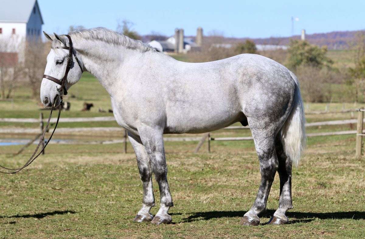 Silver - Absolutely Incredible 7 Yr Old Grey Perch/QH Cross Gelding!