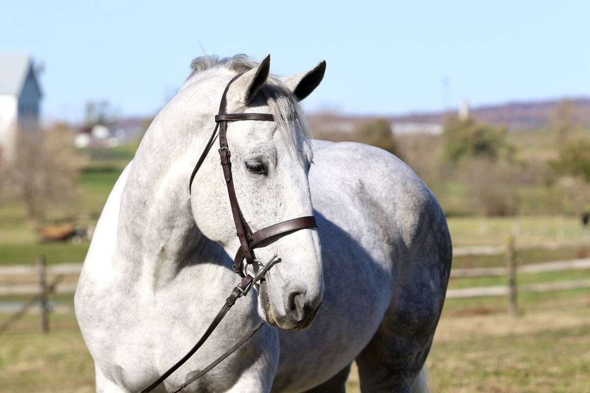 Silver - Absolutely Incredible 7 Yr Old Grey Perch/QH Cross Gelding!