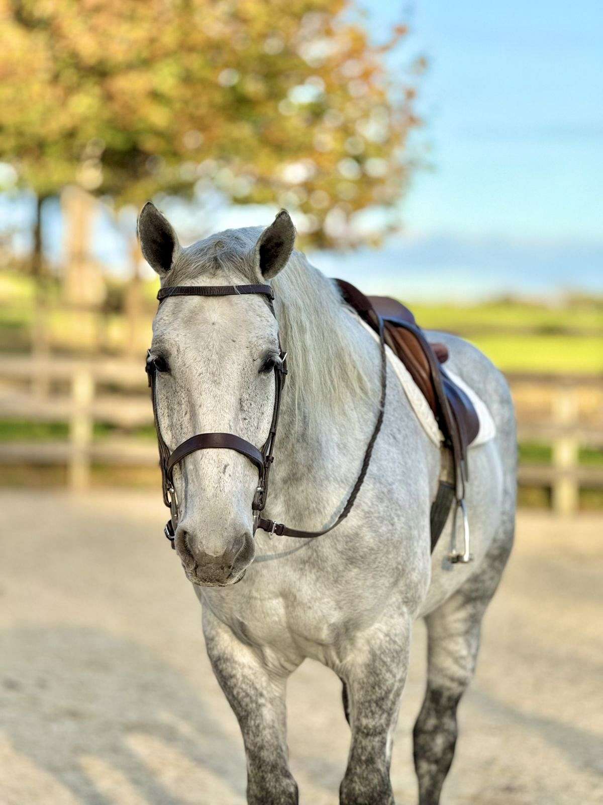 Silver - Absolutely Incredible 7 Yr Old Grey Perch/QH Cross Gelding!