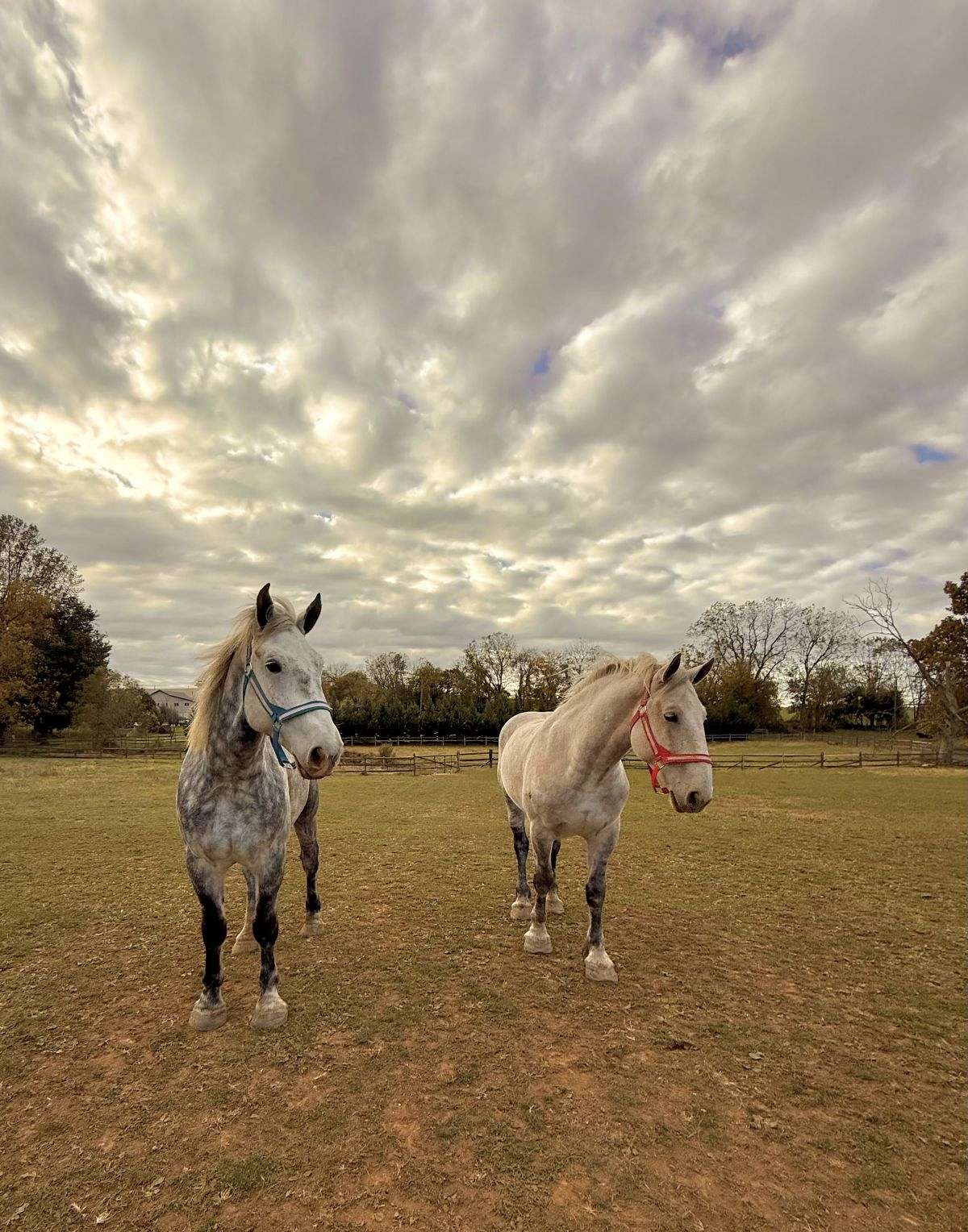 Silver - Absolutely Incredible 7 Yr Old Grey Perch/QH Cross Gelding!