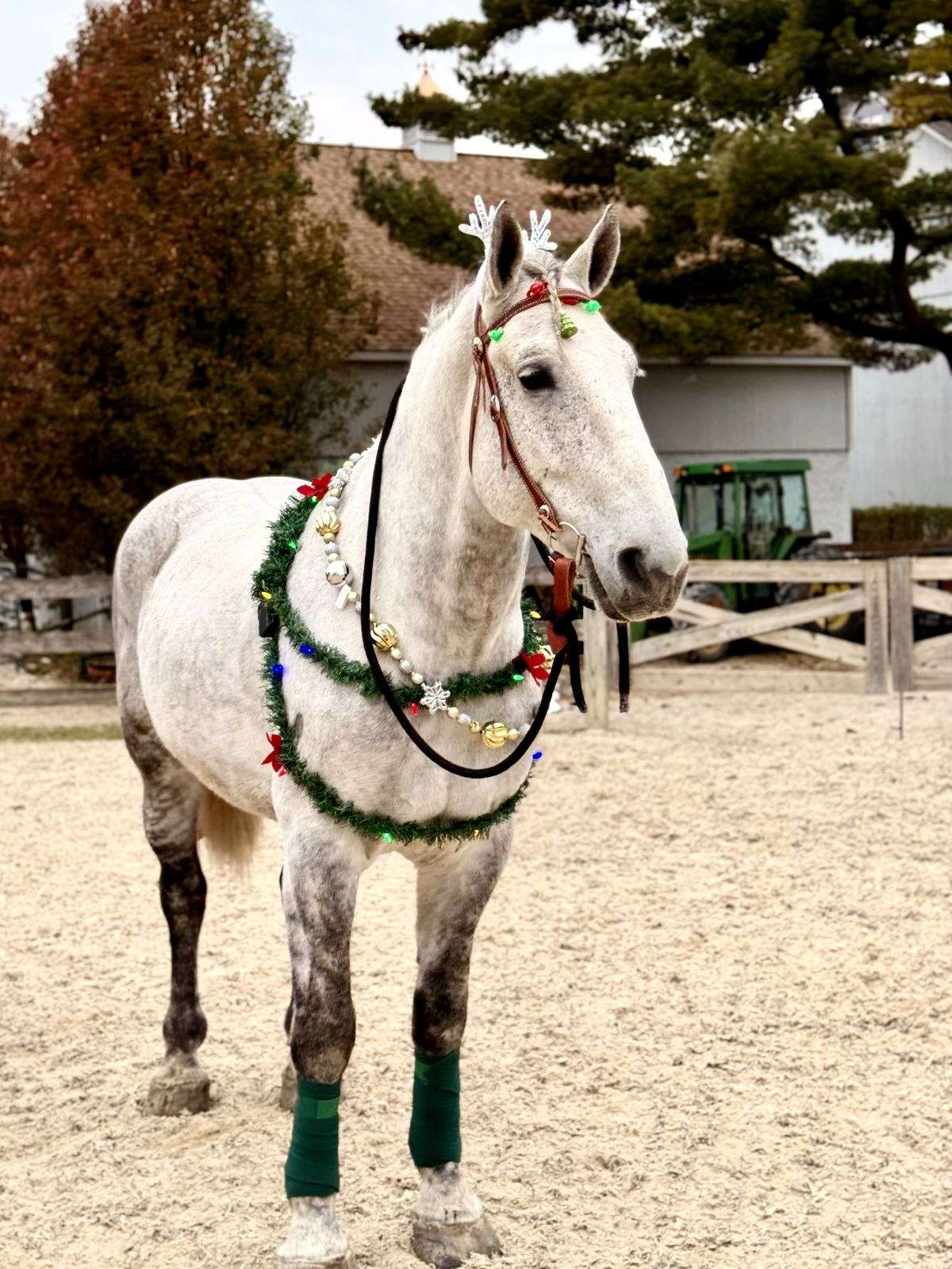 Silver - Absolutely Incredible 7 Yr Old Grey Perch/QH Cross Gelding!