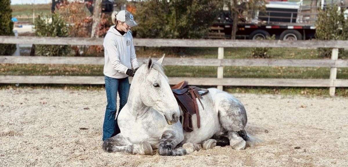 Silver - Absolutely Incredible 7 Yr Old Grey Perch/QH Cross Gelding!
