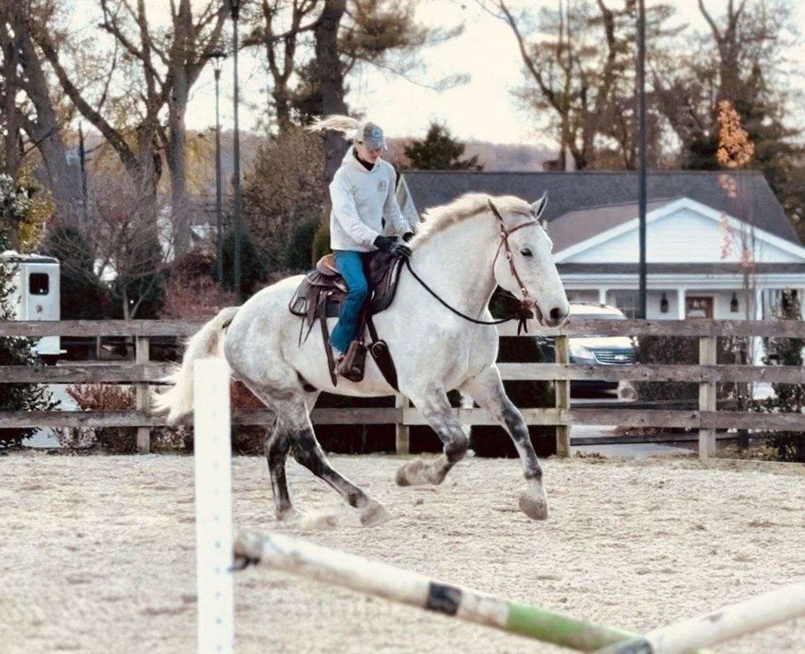 Silver - Absolutely Incredible 7 Yr Old Grey Perch/QH Cross Gelding!