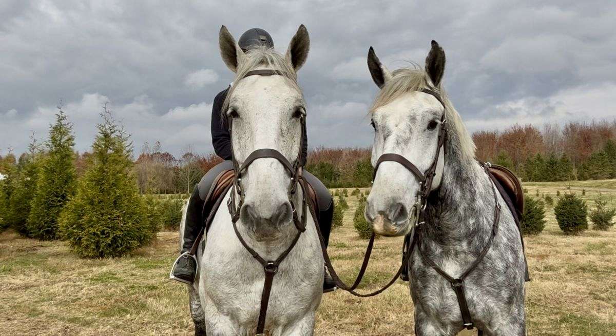 Silver - Absolutely Incredible 7 Yr Old Grey Perch/QH Cross Gelding!