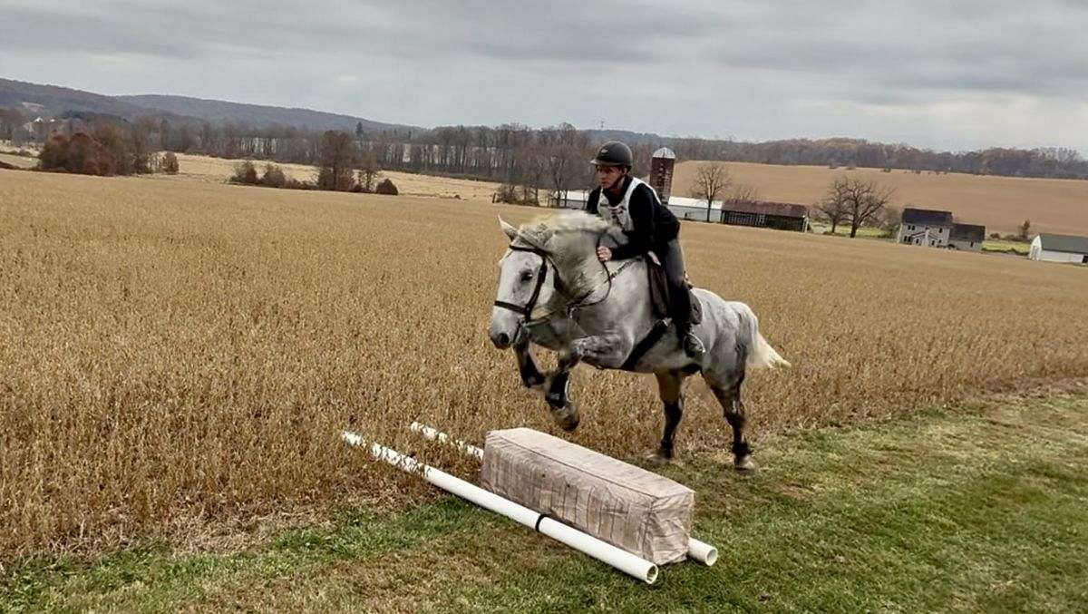 Silver - Absolutely Incredible 7 Yr Old Grey Perch/QH Cross Gelding!