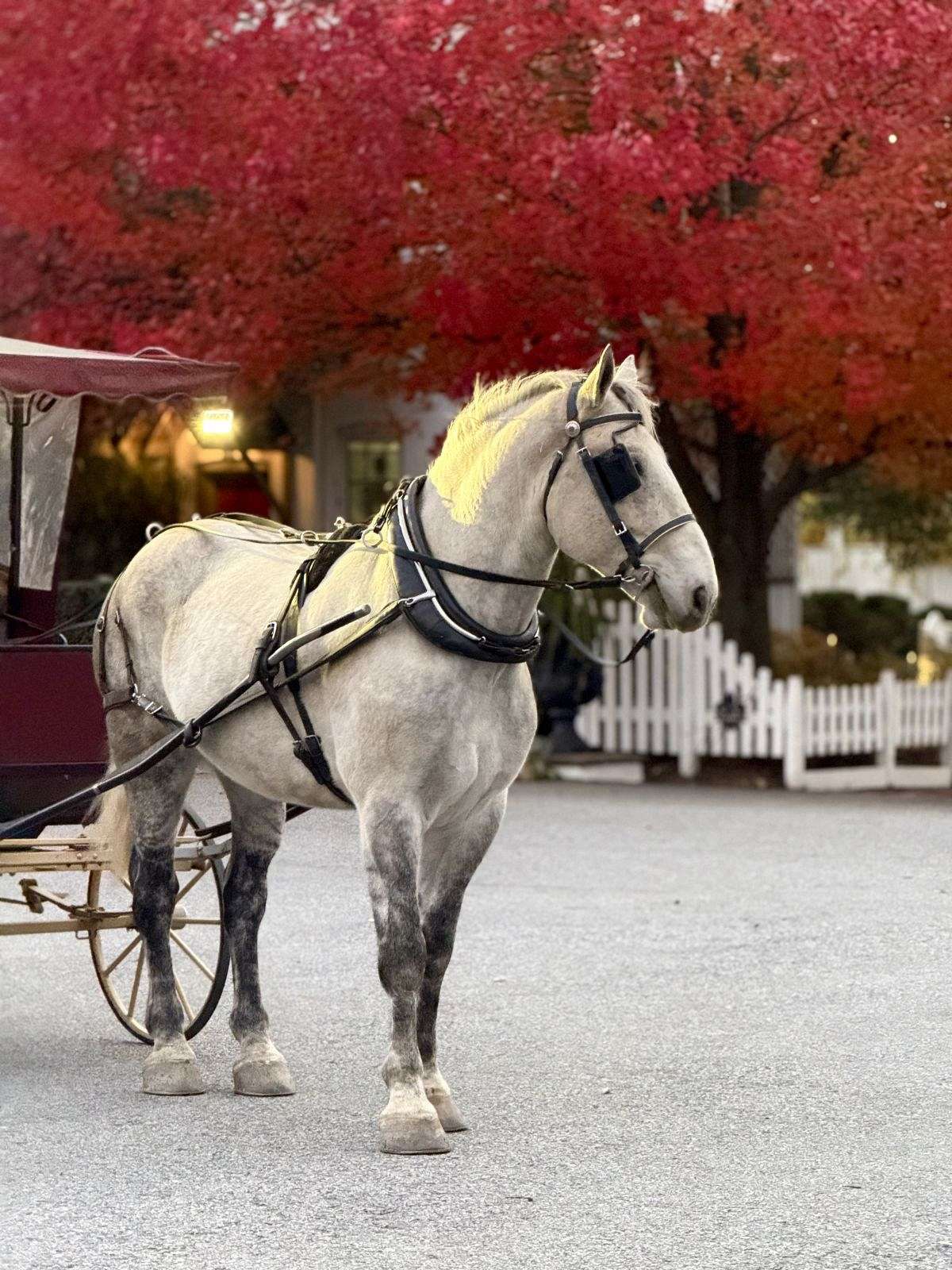Silver - Absolutely Incredible 7 Yr Old Grey Perch/QH Cross Gelding!
