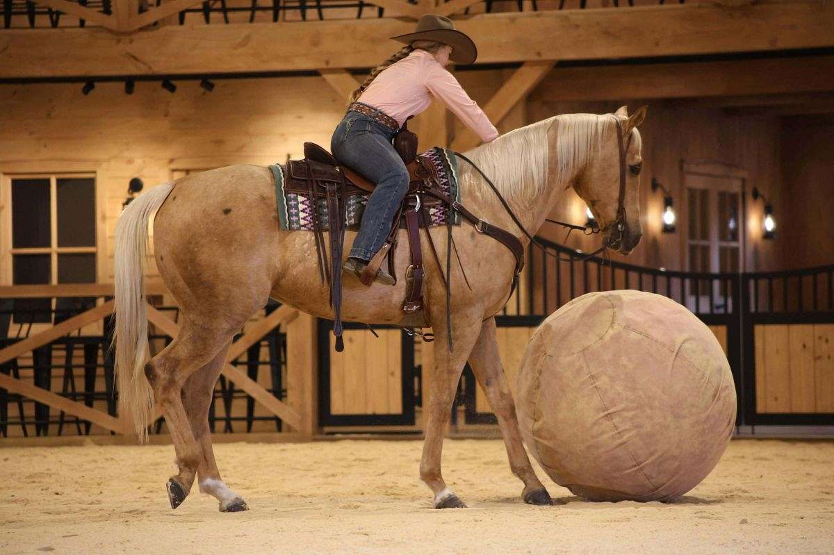Butters - Super Awesome All Around Horse 7 yo Palomino AQHA Gelding!