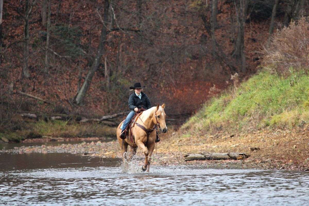 Butters - Super Awesome All Around Horse 7 yo Palomino AQHA Gelding!