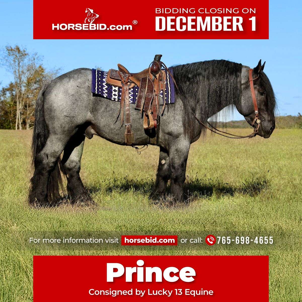 Prince - Absolutely Amazing 4 Yr Old Blue Roan Barbant Cross Stallion!
