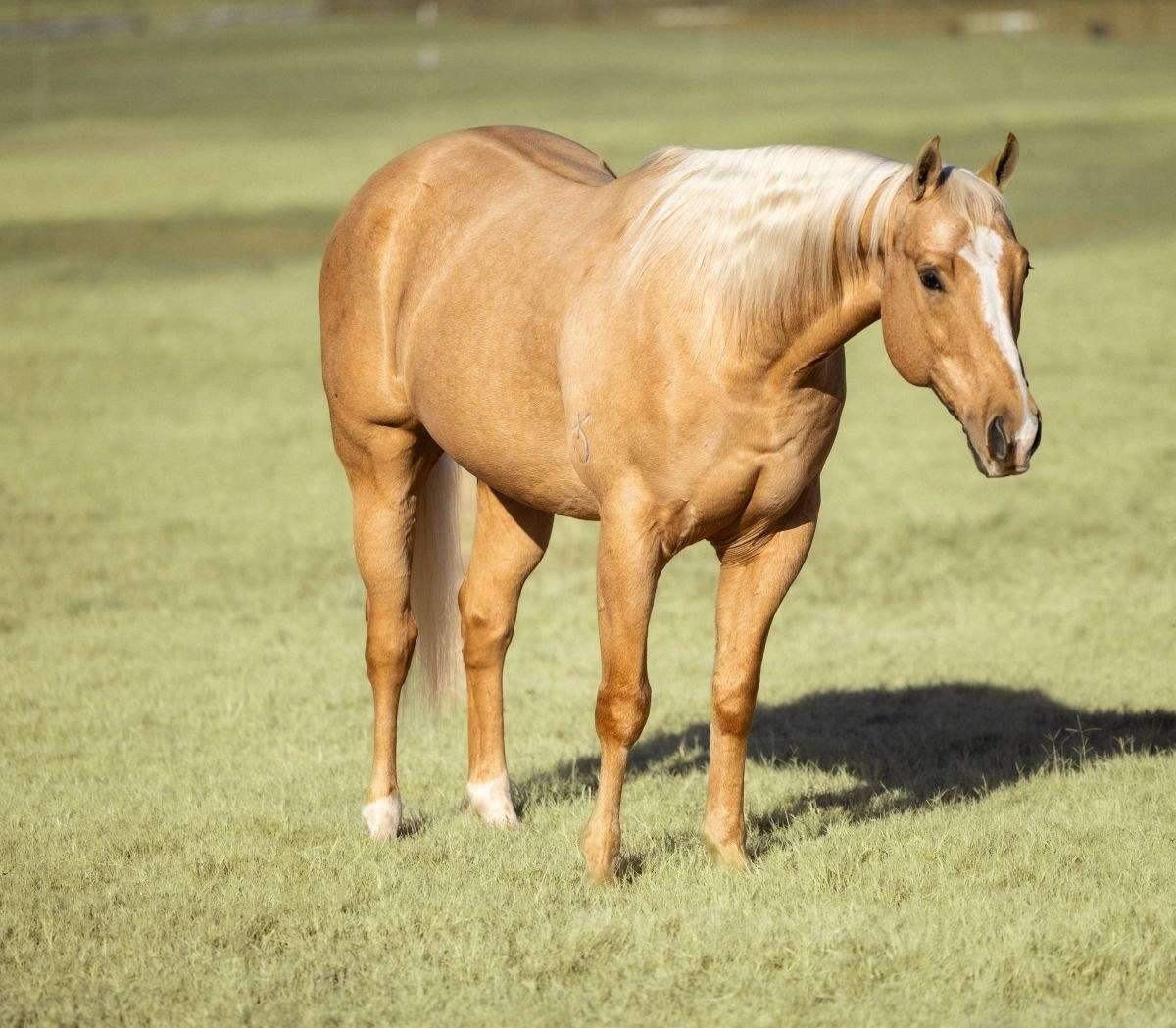 Bonus - the Ultimate Family Horse 9 Yr Old Palomino AQHA Gelding!