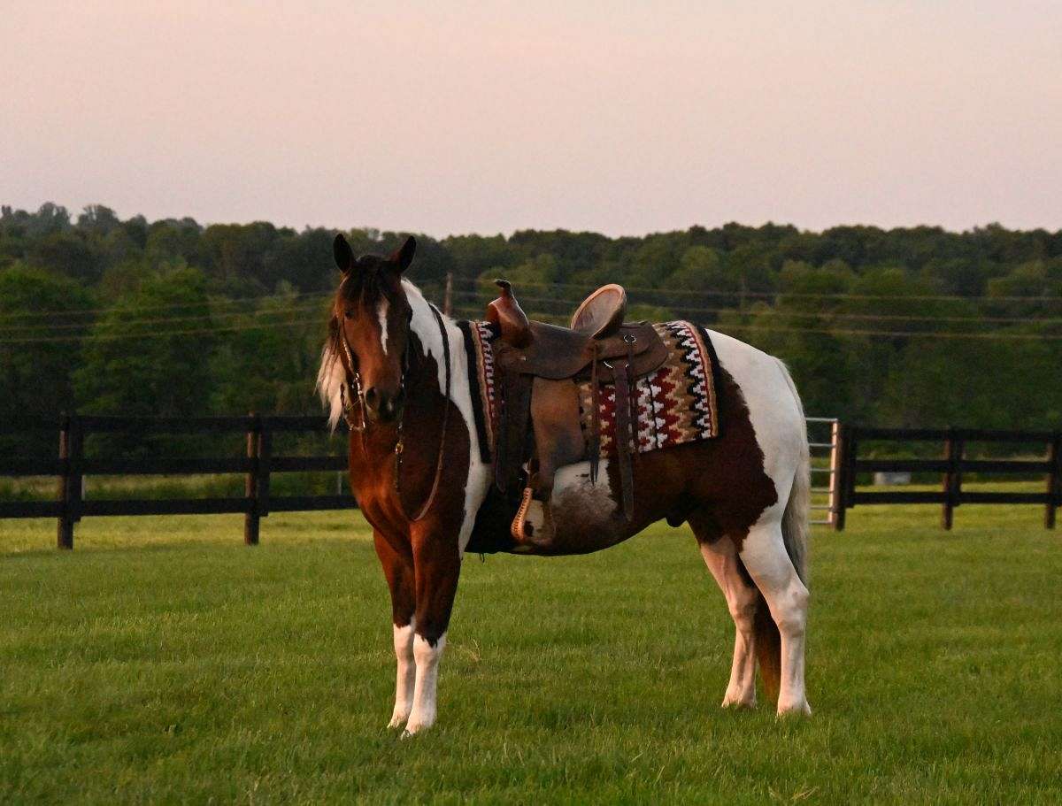 Arrow - Super Handsome 4 Yr Old Paint Quarter Horse Gelding!