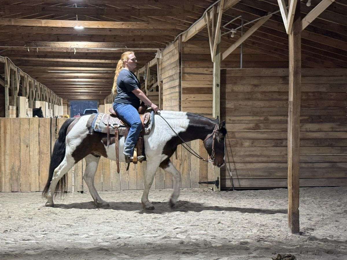 Milo”..Once in a Lifetime 14 HH All Around Pony Gelding