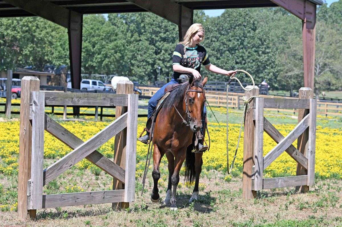 Pumba- AQHA Bay Gelding Safe & Fun for the Whole Family!