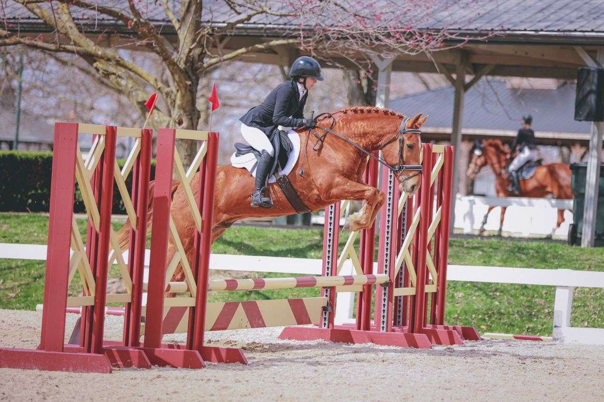 Versatile & Talented Draft-Cross Pony!