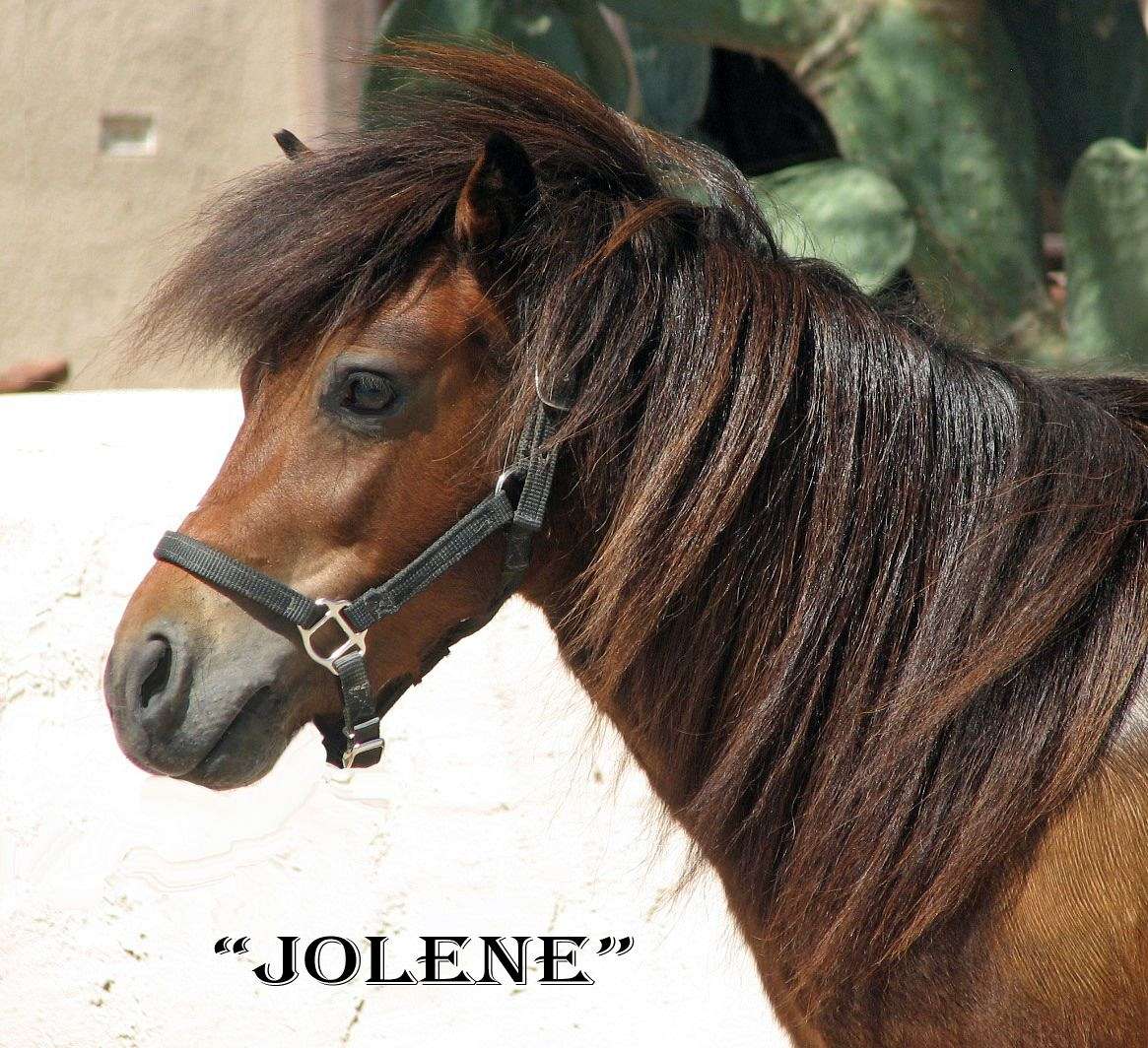 Jolene 37" Bay Mini Mare Playful*Fun*Kid Friendly