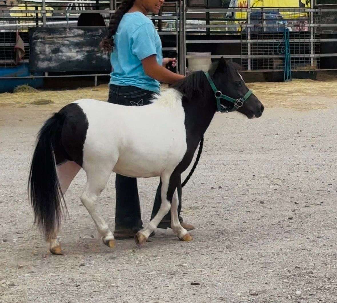 Lalya 2yr 32" Black Pinto Mini Mare Fun and Adorable