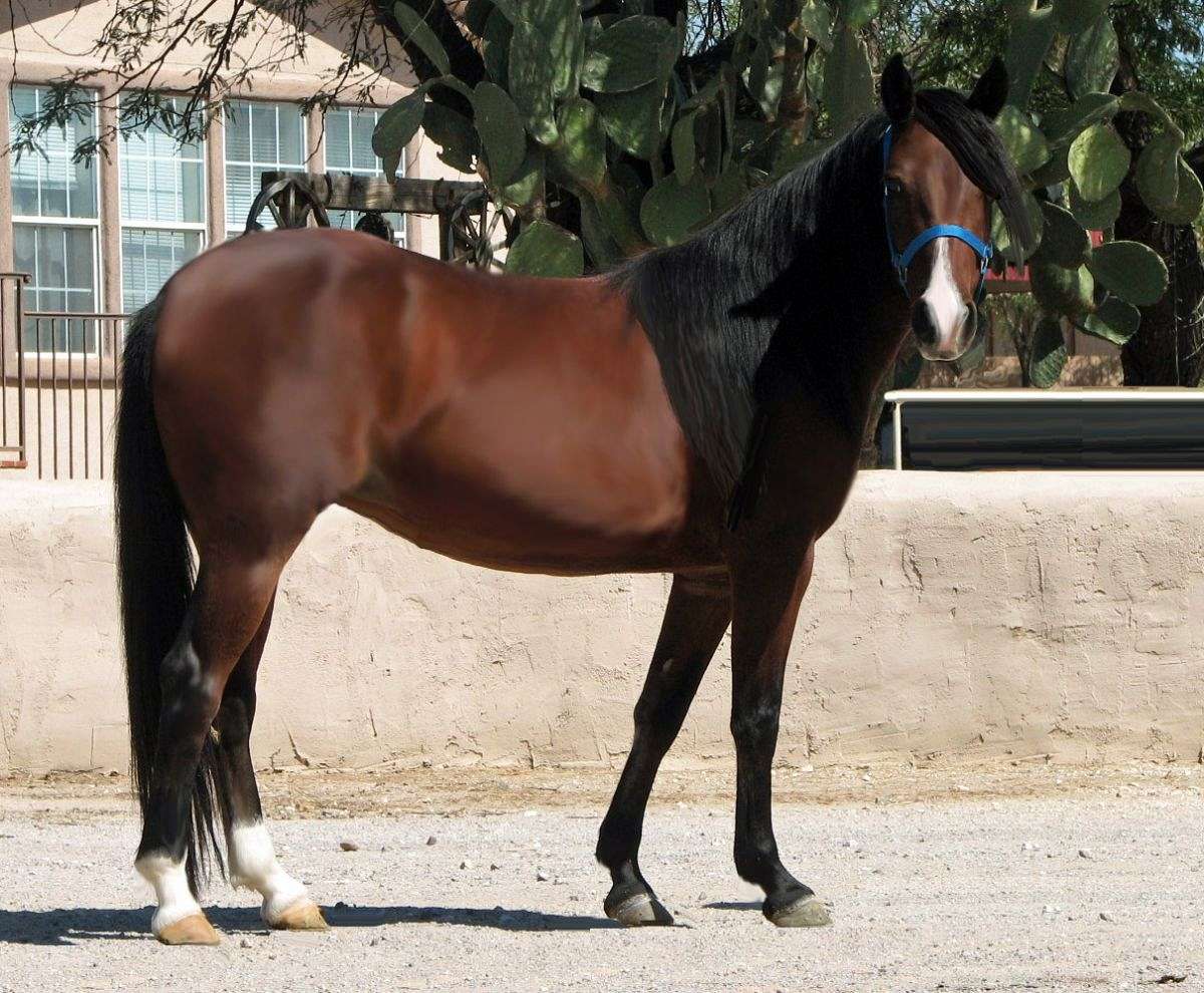 Rollin On the Rio 2019 Reg'd Quarterpony 12.3h Mare Super Fancy Super Broke