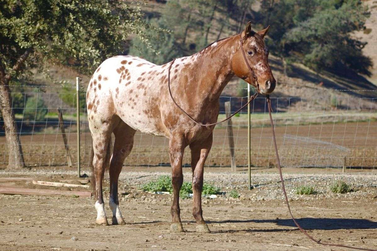 Buckskin Appy, Family Safe, Ropes/Ranch/Trail Horse, Safe!