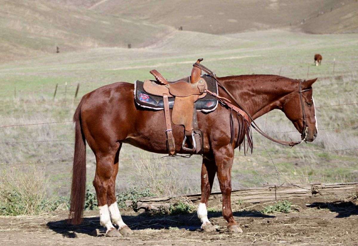 Family Safe, Ranch, Trail Horse, Online Auction!