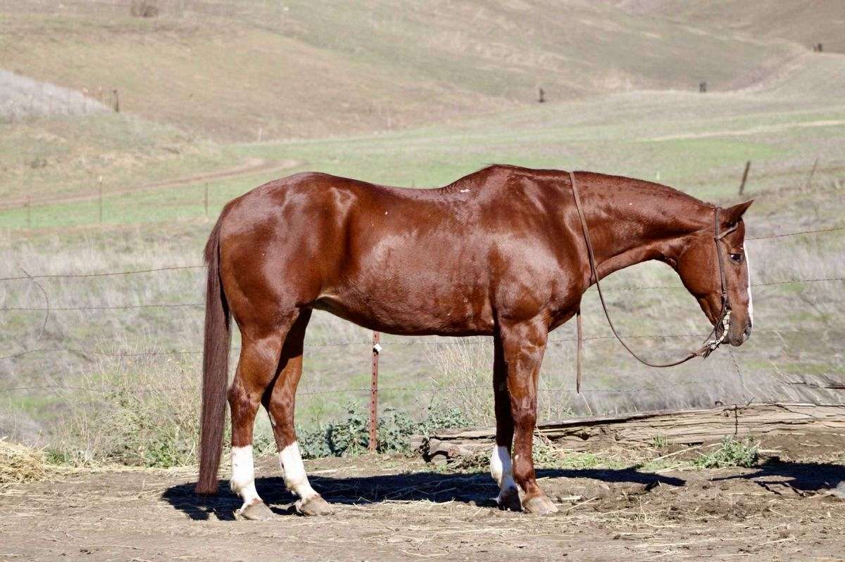 Family Safe, Ranch, Trail Horse, Online Auction!