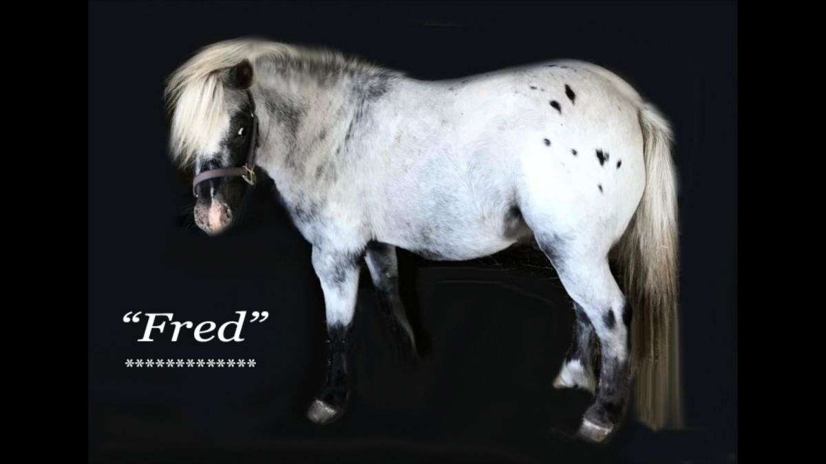 Fred 35" Appy Mini Gelding Cute & Fun