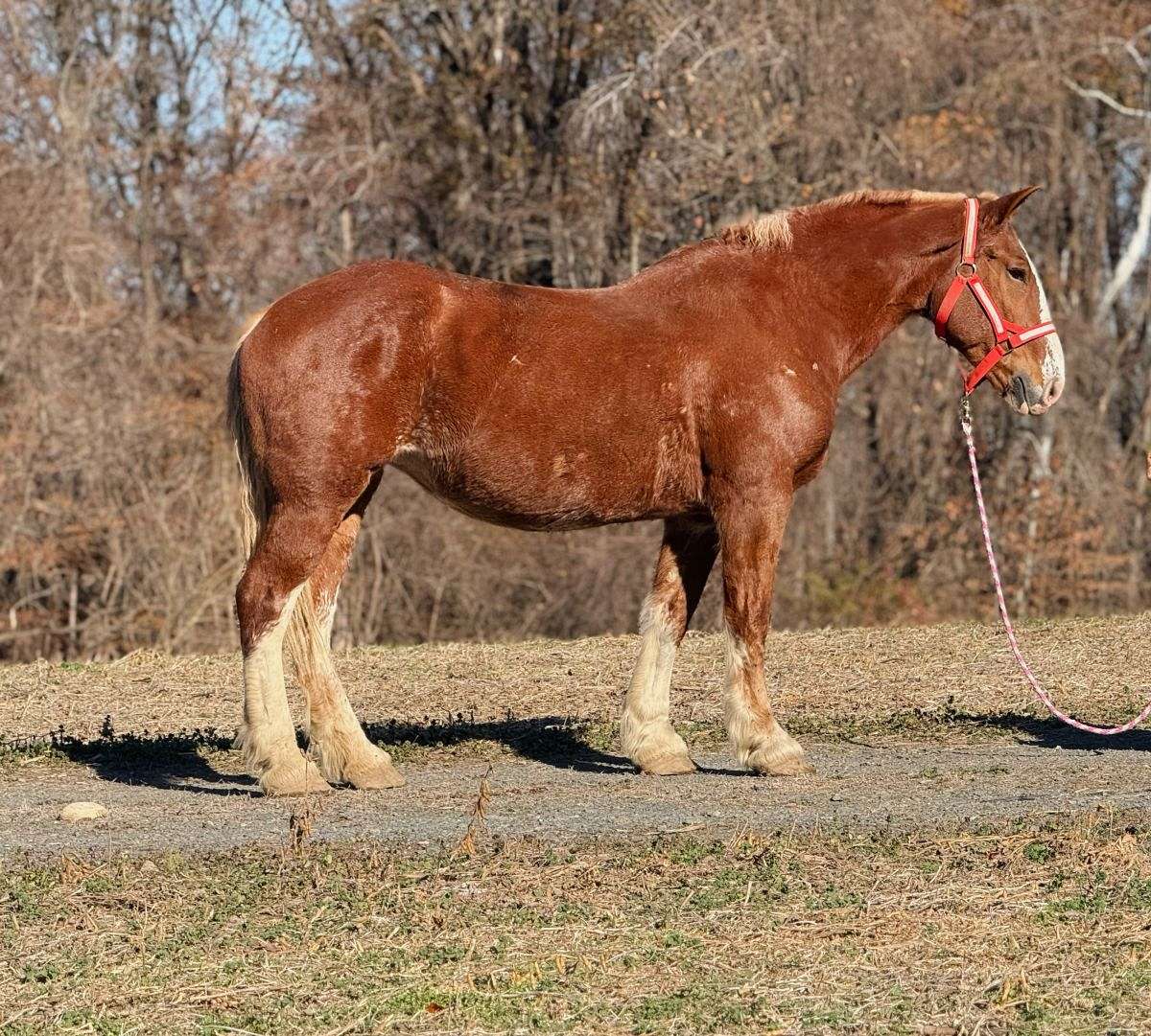 Gorgeous Draft Mare