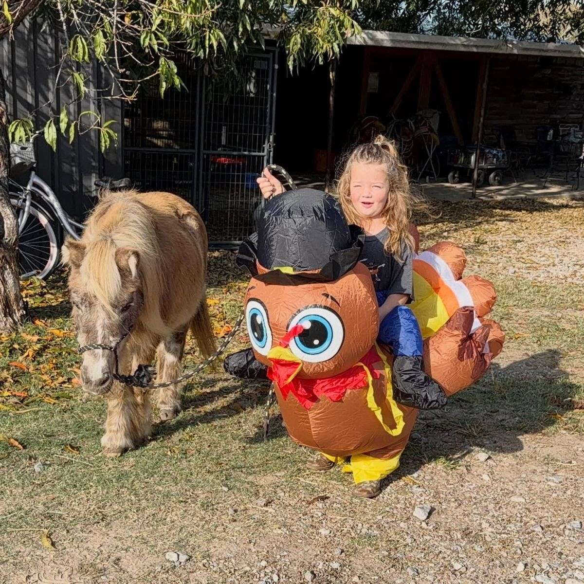 Sweet Mini Pony Mare