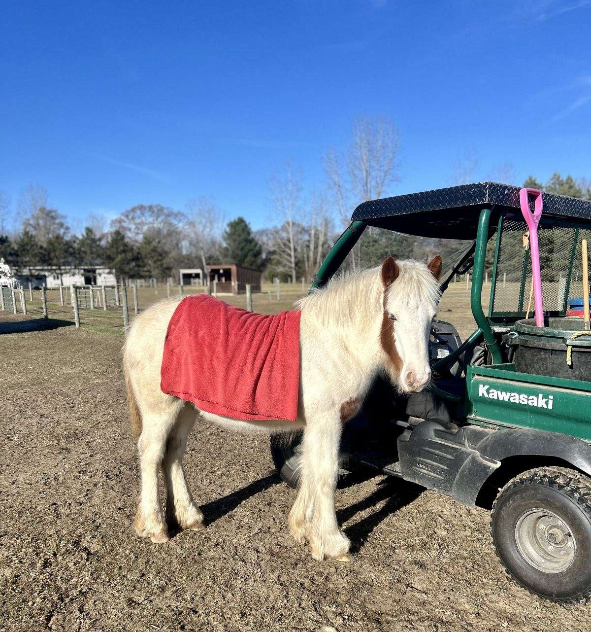 Gypsy Vanner Chestnut Tobiano Colt