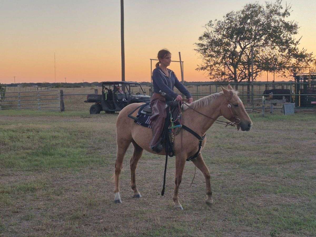 Reds Flyin Catalena – Gorgeous 2022 Palomino AQHA Filly by Sdp Rubys