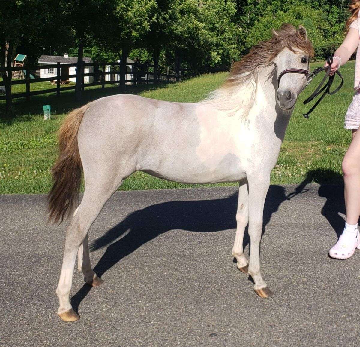 World Grand Champion Driving (Daughter) ~ Stunning AMHA/AMHR Pinto