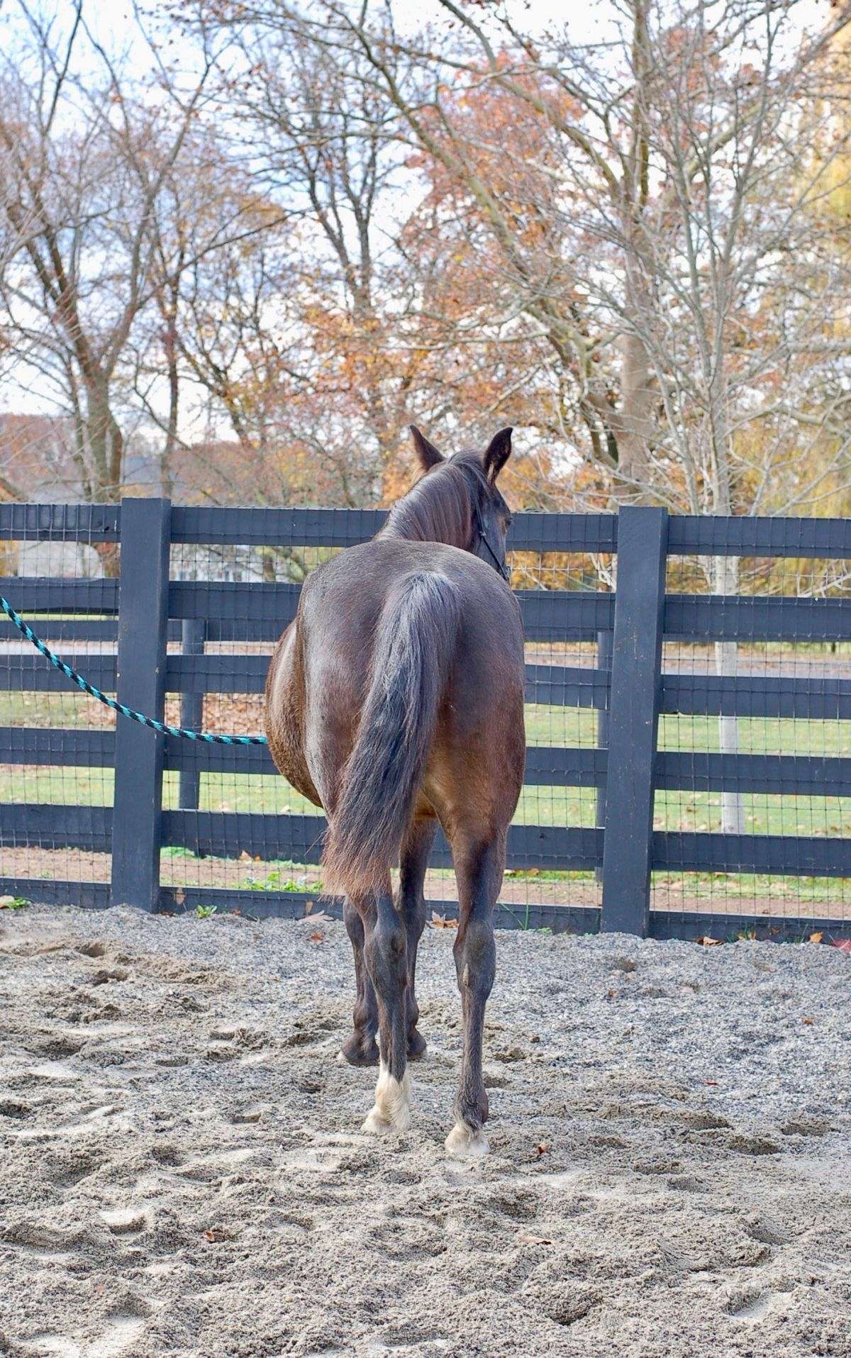 Family Horse Deluxe 7 Yr Old Bay Standardbred Mare!