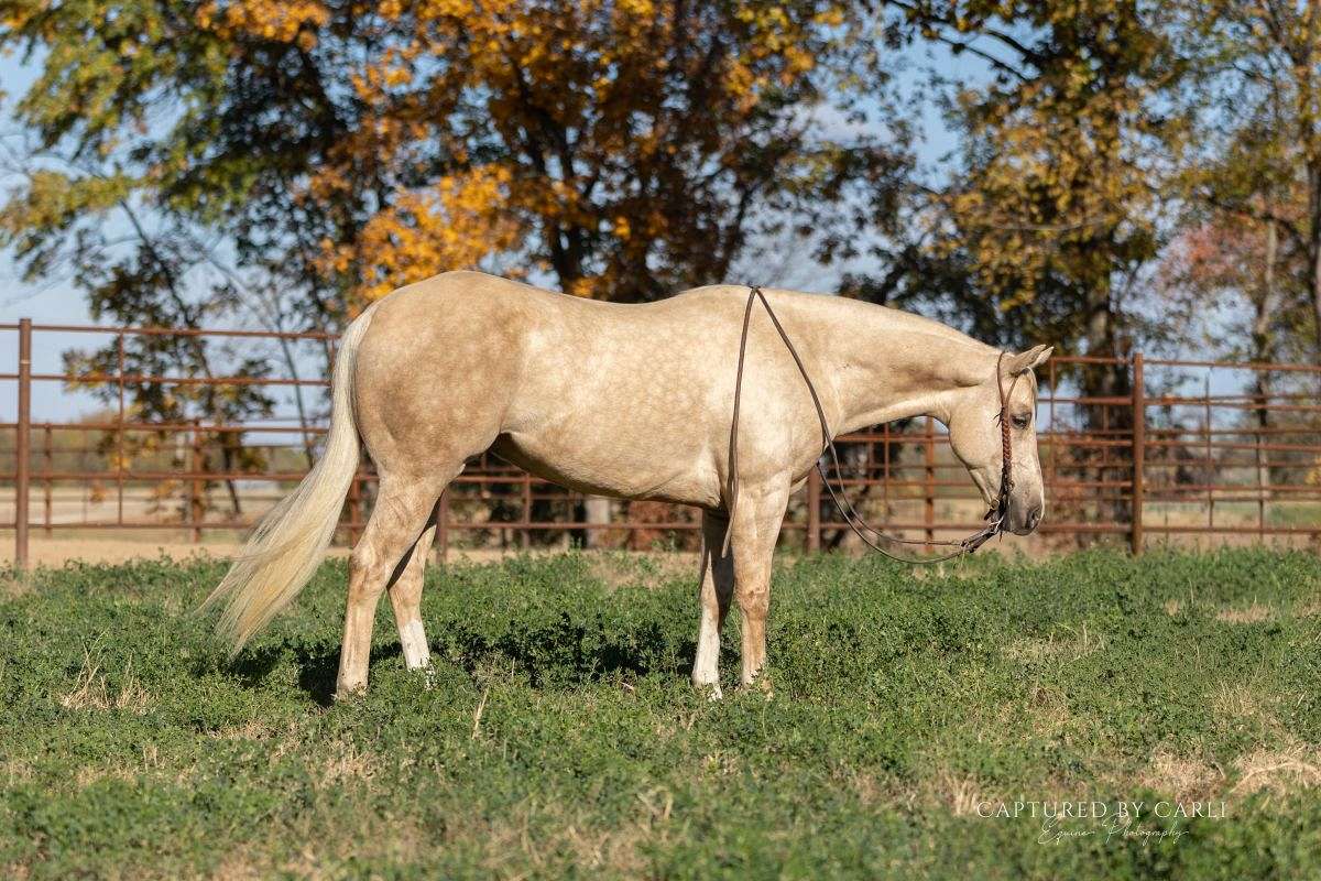 Bullet - Extremely Versatility 5 Yr Old Palomino AQHA Gelding!