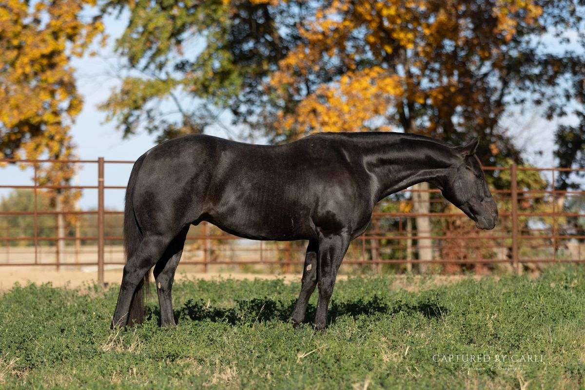 Chex - Exceptional All-Around Horse 8 Yr Old Blue Roan AQHA Gelding!
