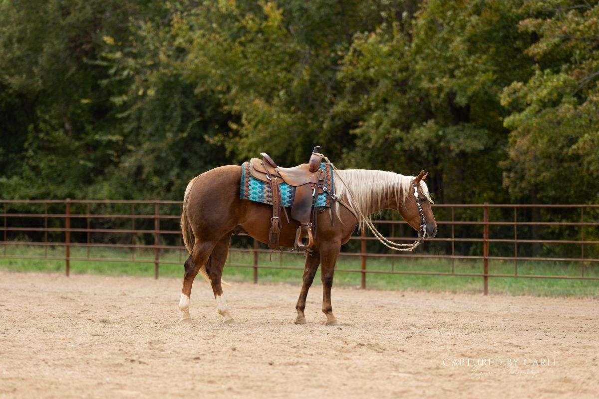 Sunny - Phenomenal Ranch & Roping Horse 4 Yr Old Palomino AQHA Gelding!