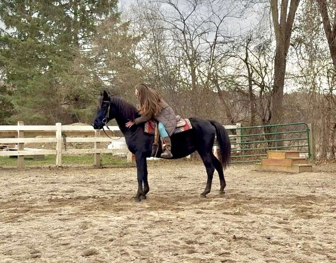 Super Friendly, Beginner Safe Morgan Mare for Sale