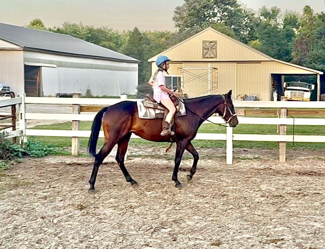 Super Gentle, Beginner Safe QH Mare for Sale