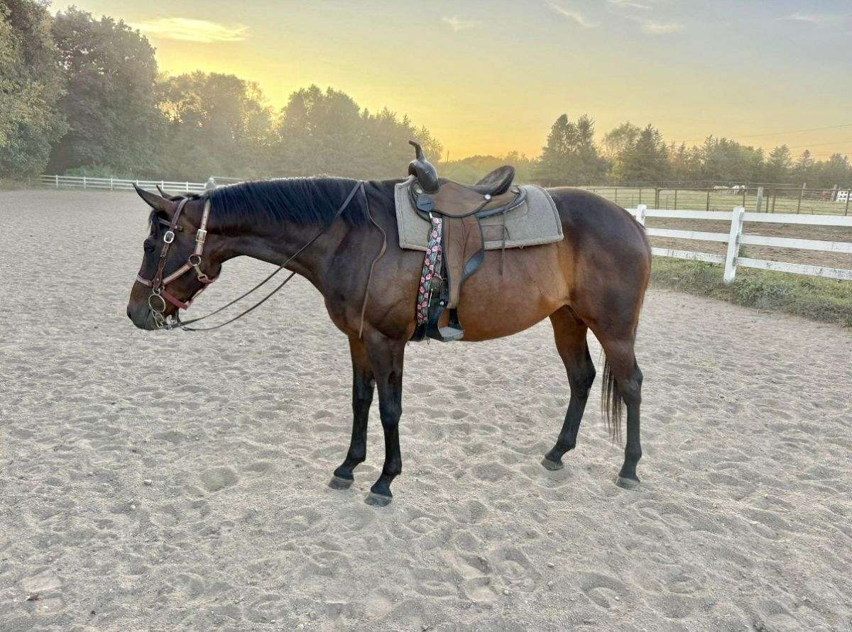 Super Gentle, Beginner Safe QH Mare for Sale
